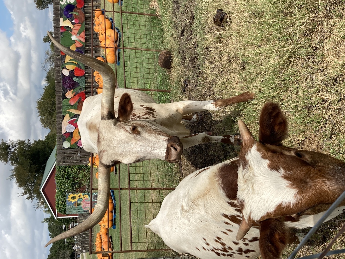 Crowe's Nest Farm Fall Fest - Celebrating 40 years! | Manor, TX ...